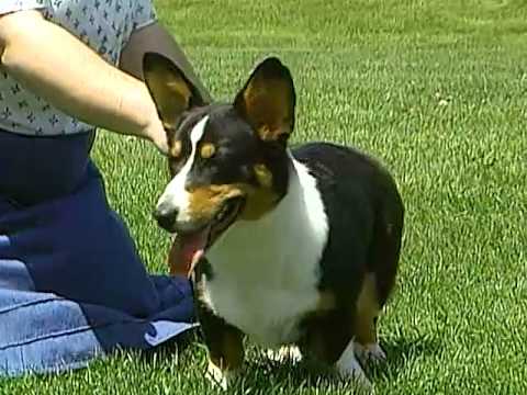 Cardigan Welsh Corgi - AKC Dog Breed Series