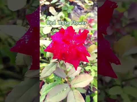 Red Rose Flower's#shortsfeed #flowers #nature