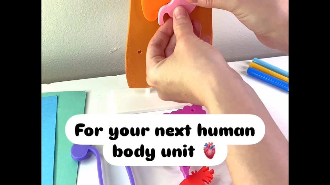 body organs kit transforms anatomy lessons into a hands-on experience