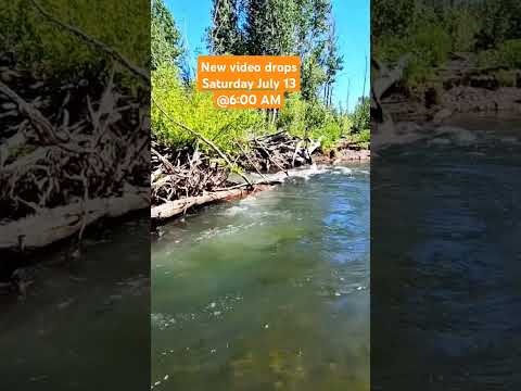 New video dropping soon! #outdoors #idaho #trout #creekfishing #camping