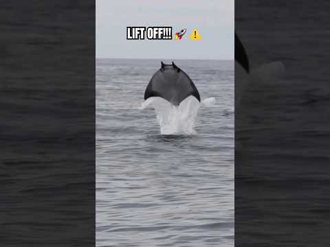 GIANT MANTA RAY Jumps UNBELIEVABLY HIGH!?!โ ๏ธ๐๐