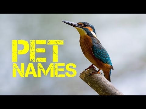 q names for birds male