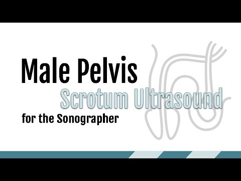 3. Scrotum Ultrasound