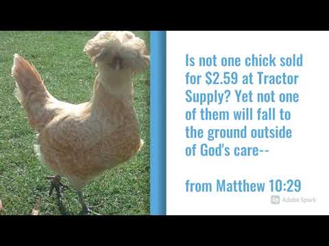 The Prodigal Chicken – Family Foxhole