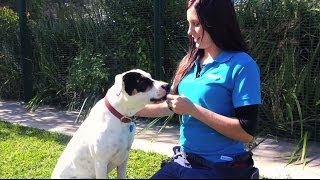 Kennel Attendant Overview | What is a kennel attendant? - Zippia