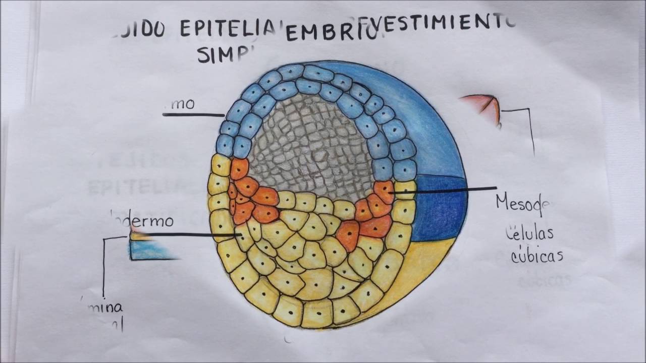 Tejido Epitelial de Revestimiento Estratificado Cubico