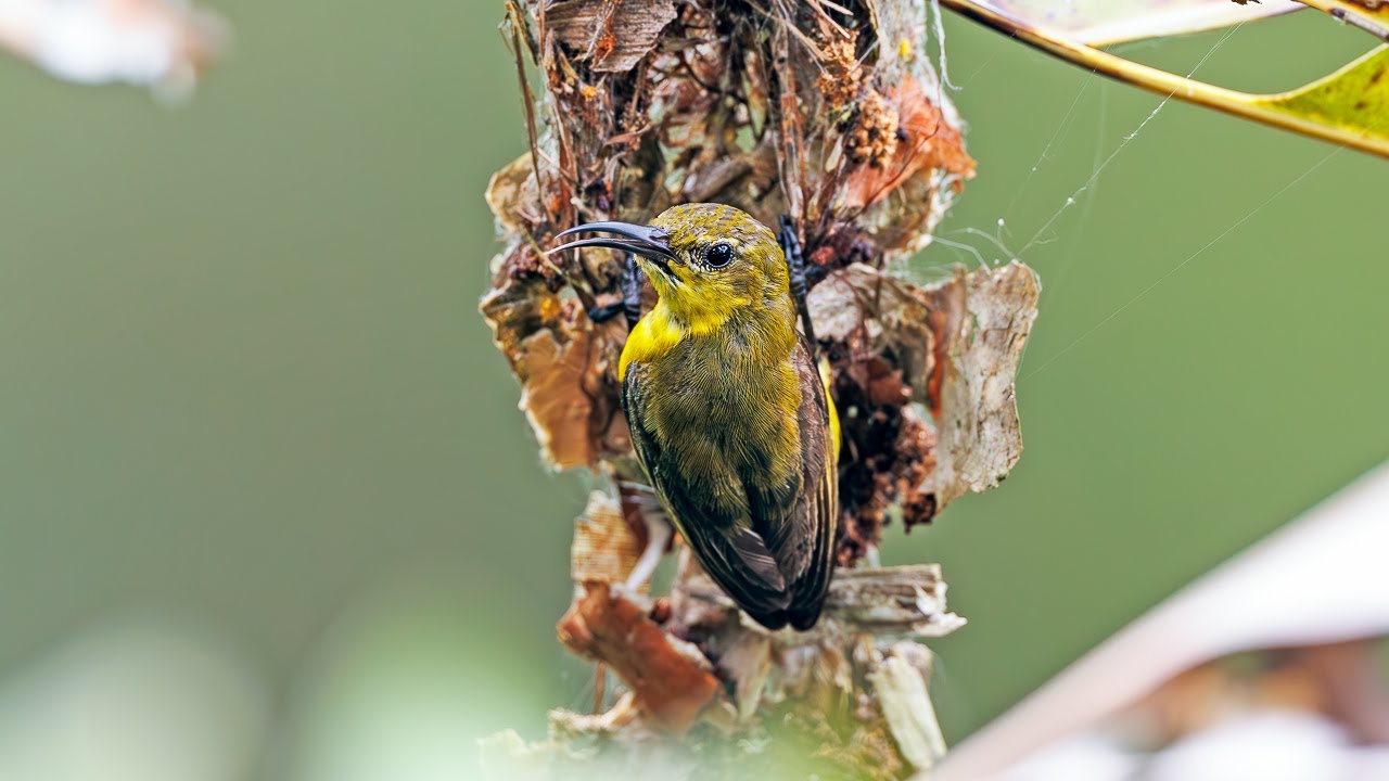 Female Olive backed Sunbird Nesting