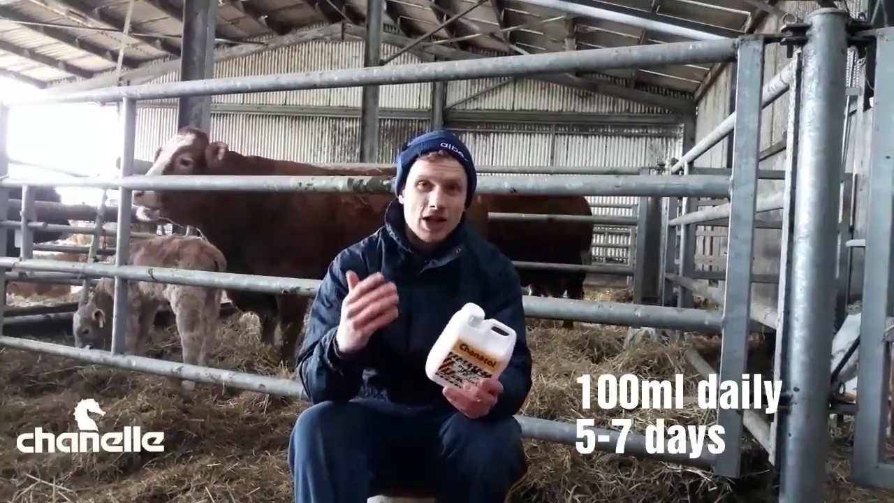 Video | Twin Lamb Disease | Farm Health First