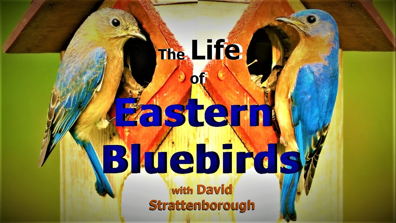The Life of Eastern Bluebirds (a short documentary inspired by Sir David Attenborough)