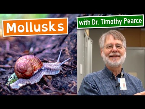 The crazy world of mollusks!