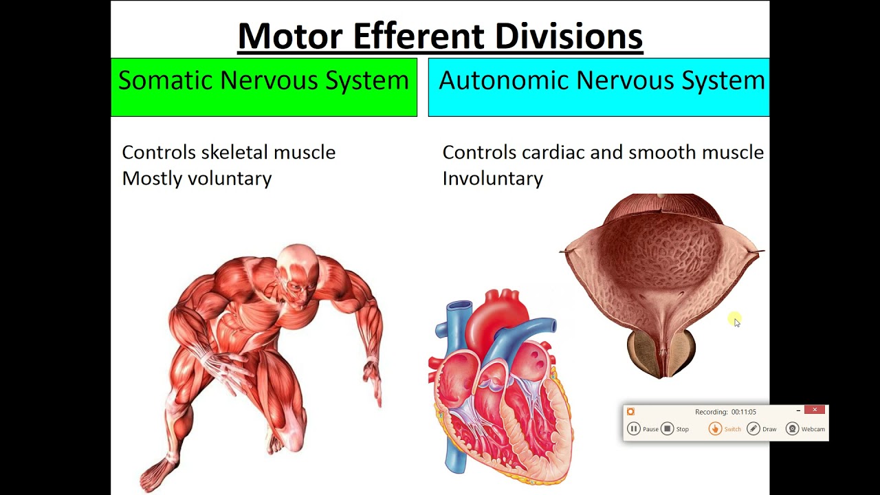 Bio2050 Nervous System 1