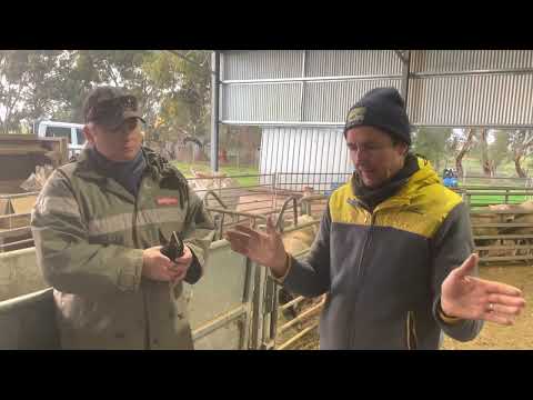 Sheep dogs - SOP - knowing when to call the dogs off the mob - Mischief