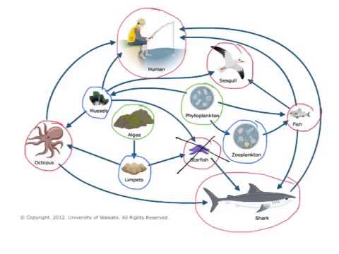 Food Webs & Energy Pyramids