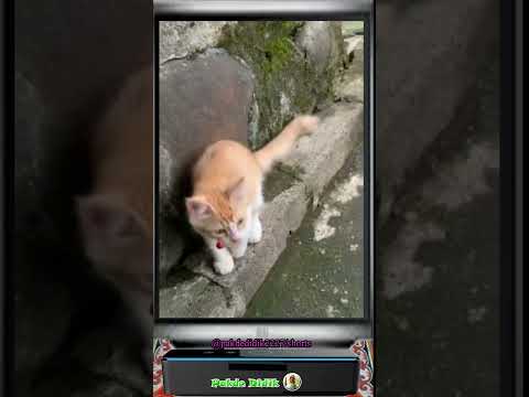 Tragedi Induk & Anak Kucing #kucingpenghibursejati #yangimutpastianakkucing #kucingcebolmemanglucu