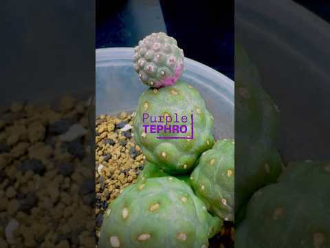 Proper sunlight really brings out the amazing purple color! #purple #tephrocactus #cactusjeff