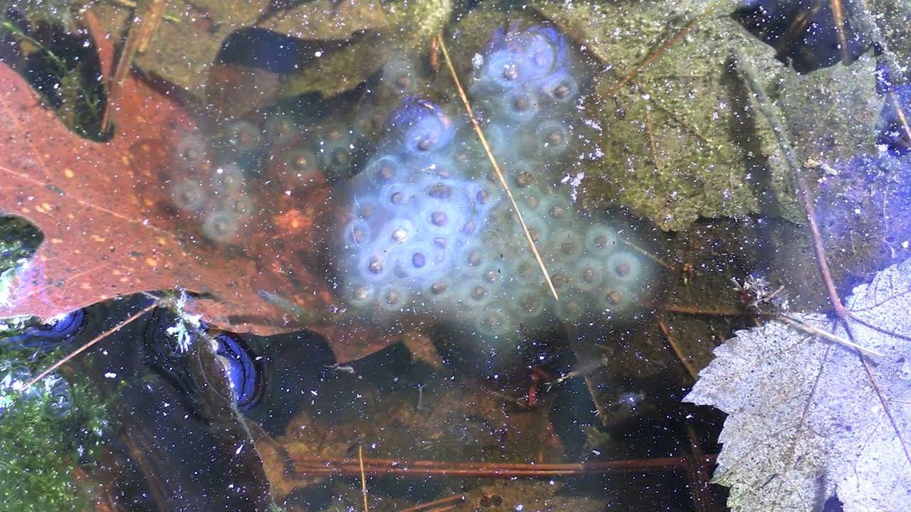 Scenes from Vernal Pools in Spring