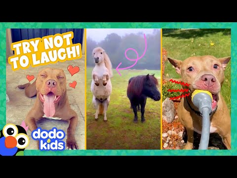 Try Not To Laugh At These Funny, Cute Animals | Dodo Kids | Animal Videos