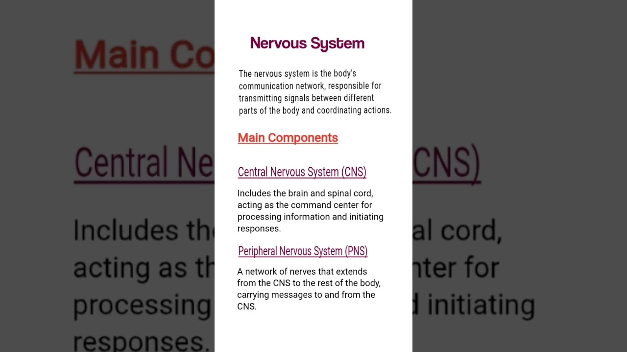 Understanding the Human Nervous System: CNS and PNS Explained