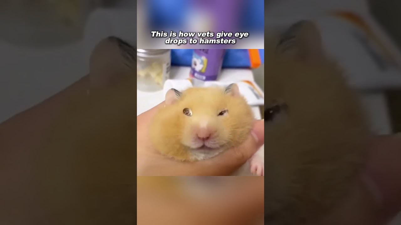 This is how a hamster gets an eye drop
