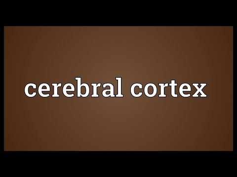 Cerebral cortex Meaning