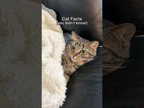 THIS is why cats sleep on humans