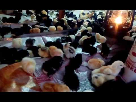 Kari Improved Kienyeji Chicken Day Old Chicks @kshs.100