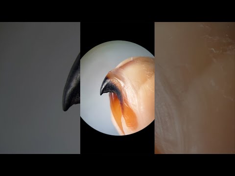Squid Beak under a Microscope