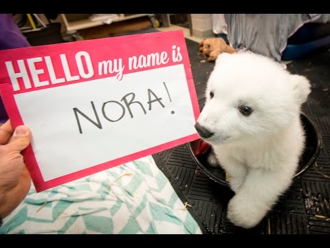 Polar Bear Cub Gets Her Name – Meet Nora!