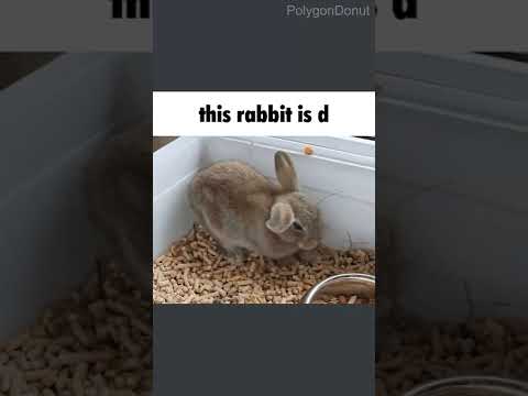 Discord Gifs In A Nutshell Clip 10 (#shorts)