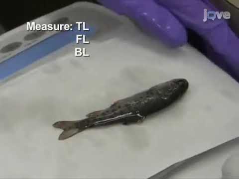 Evaluation of swimming capabilities in fish