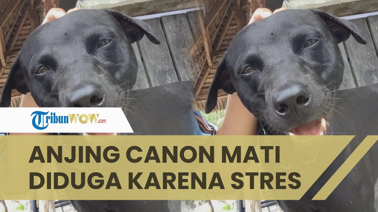 Penyebab Kematian Anjing Bernama Canon di Aceh Singkil Menurut Satpol ... Penyebab Kematian Anjing Bernama Canon di Aceh Singkil Menurut Satpol ...