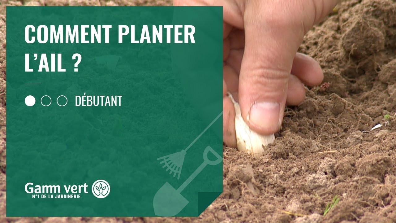 [TUTO] Comment planter l'ail ? - Jardinerie Gamm vert