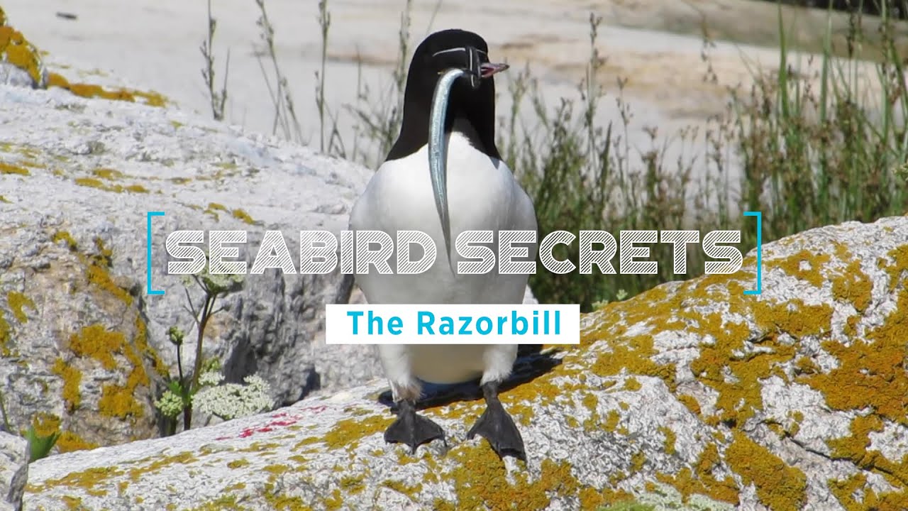 Seabird Secrets | Episode 3: The Razorbill