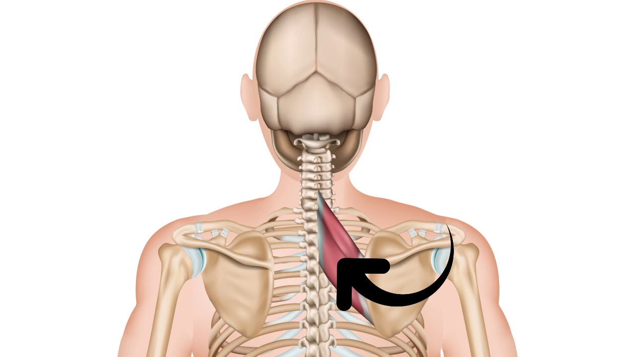 Rhomboids - Trigger Point Anatomy