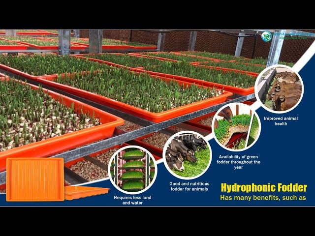 Hydroponic Fodder Machine - Hydroponic Green Fodder Machine ...