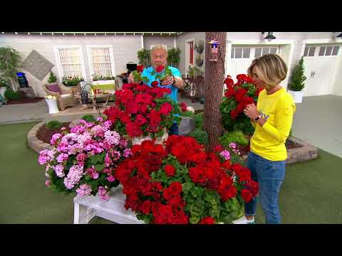 Roberta's 6-Piece Big EZEE Geranium Live Plants on QVC