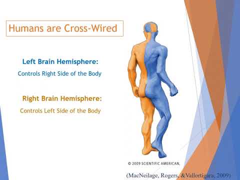 Left Brain, Right Brain Journal Article Review -- Aubrey Molln
