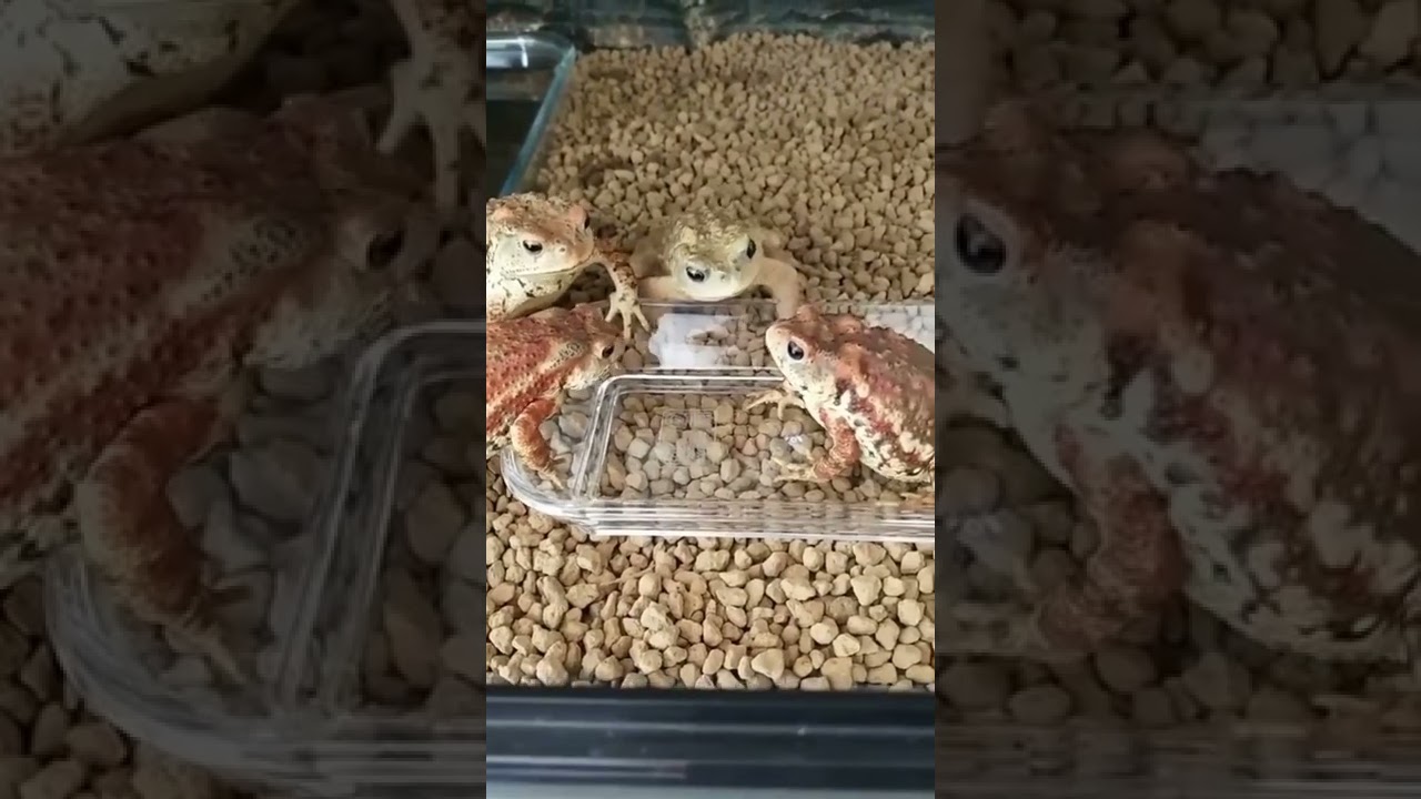 Why You ATE IT! Angry Frog || PETASTIC 🐾