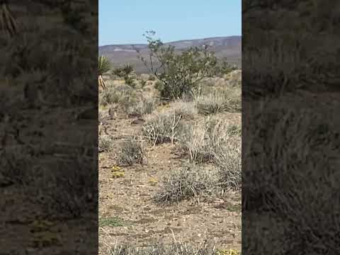 LIEBRE DEL DESIERTO 🌵