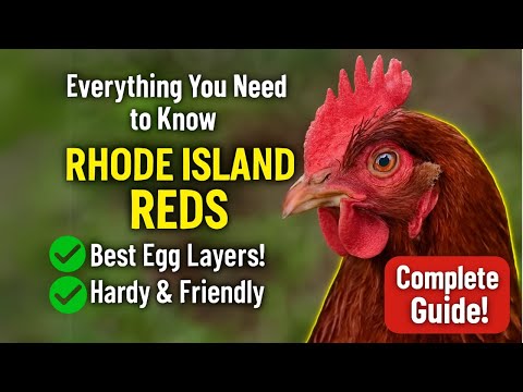 π Rhode Island Red Chickens β Everything You Need to Know!