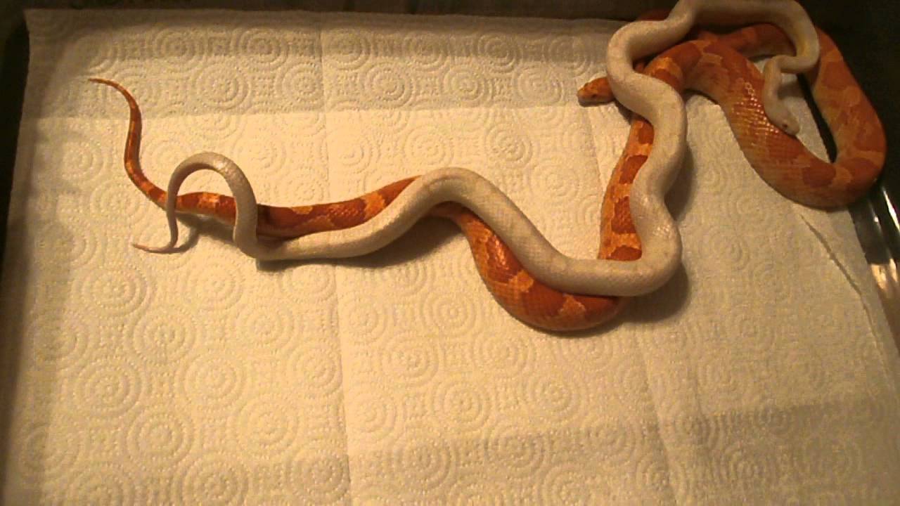 Corn Snake Breeding Behavior Part 2