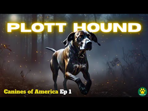 America’s Hidden Gem THE PLOTT HOUND | Canines of America EP 1