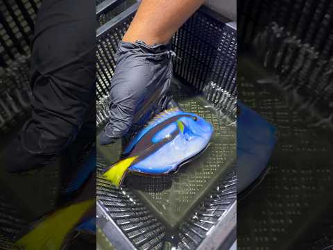 This Fish looks like a Cartoon! 🐠📦 #fish #cartoon #colsonscritters