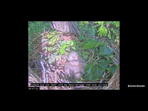 Wake Forest Red Shouldered Hawks 4/28/2024 08:34