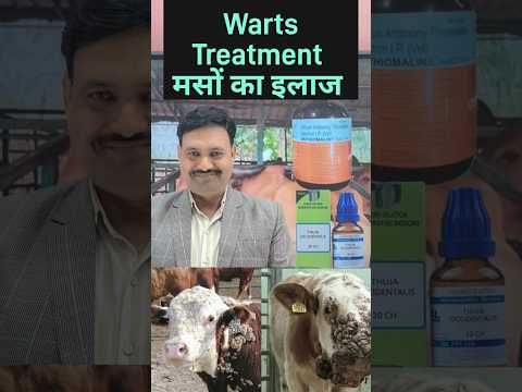 How To Treat Warts In Cows And Why Do They Appear? - Rich- Farmer