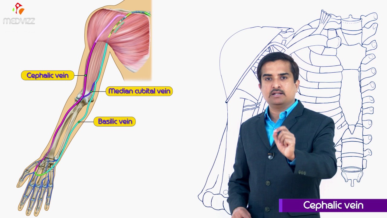 Cephalic vein Anatomy Animation - Dr G Bhanu Prakash