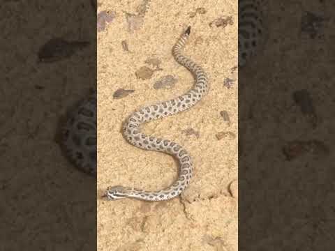 Amazing Rattlesnake Sound