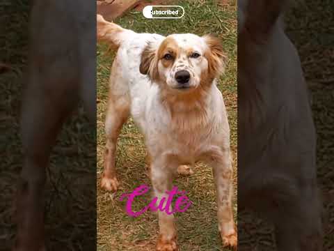Dogs Barking at Strangers 🔊Dogs BARKING Loudly