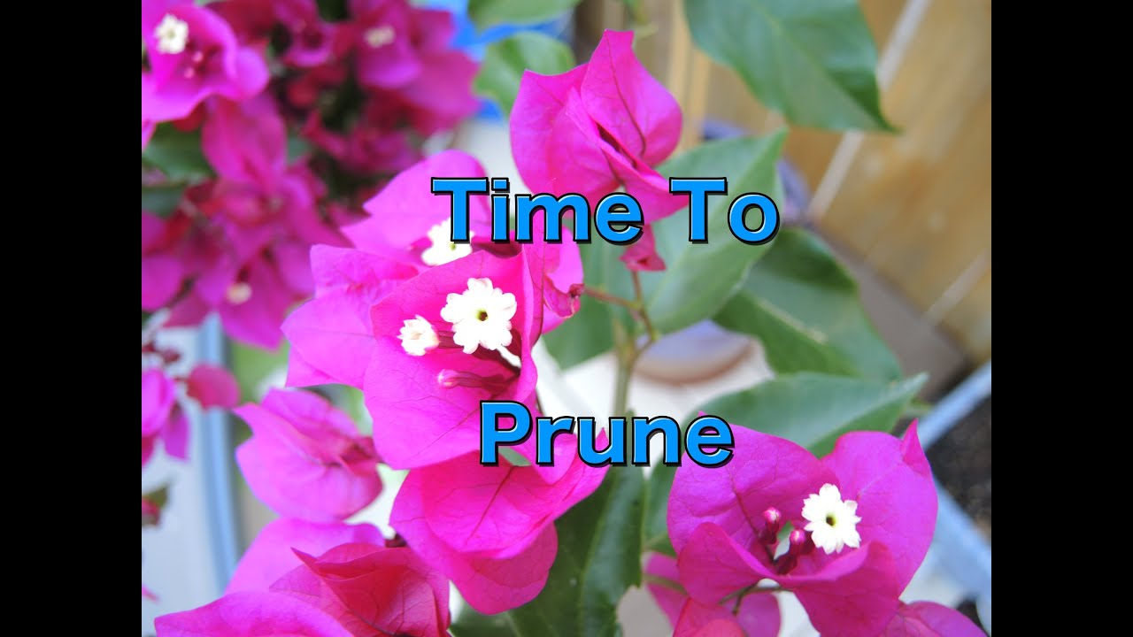 Pruning Bougainvillea