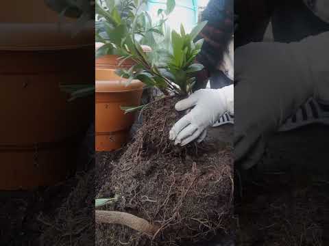 planting Asiatic lilies /how to grow asiatic lily /👍🙂 #shorts#ytshorts#video